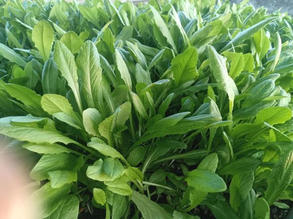 大头菜怎么做好吃_大头菜炒肉的做法-第3张图片-山城妙识 大头菜怎么做好吃_大头菜炒肉的做法-第3张图片-山城妙识