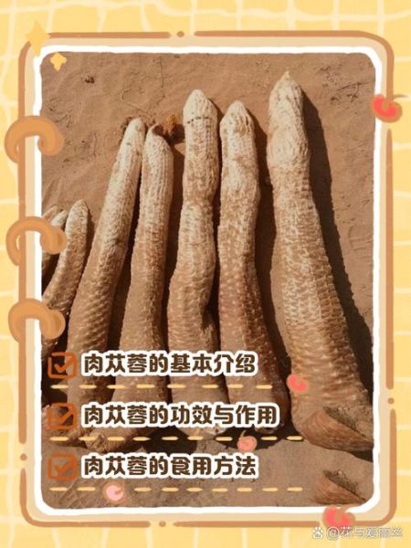 苁蓉的功效与作用_苁蓉怎么吃补肾壮阳-第2张图片-山城妙识