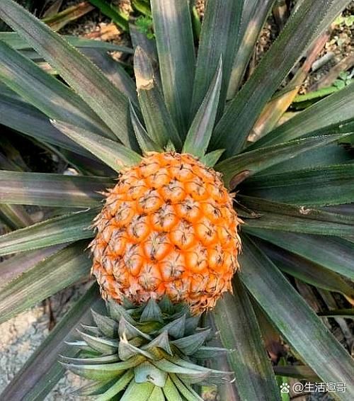 菠萝怎么长的_菠萝长在树上还是地上-第3张图片-山城妙识
