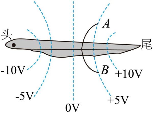电鳐鱼为什么会放电_电鳐鱼放电原理是什么-第1张图片-山城妙识