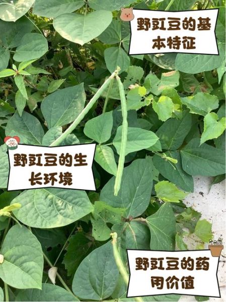 豇豆豆子的功效与作用_豇豆吃多了会上火吗-第3张图片-山城妙识 豇豆豆子的功效与作用_豇豆吃多了会上火吗-第3张图片-山城妙识