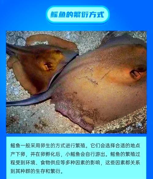 电鳐鱼为什么会放电_电鳐鱼放电原理是什么-第3张图片-山城妙识