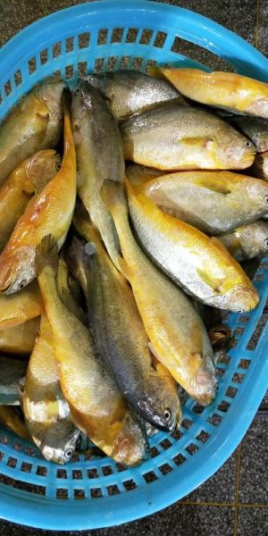 黄花鱼养殖技术_黄花鱼养殖成本利润-第2张图片-山城妙识 黄花鱼养殖技术_黄花鱼养殖成本利润-第2张图片-山城妙识