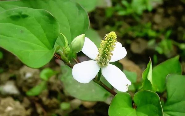 鱼腥草能治妇科炎症吗_鱼腥草对阴道炎有效吗-第2张图片-山城妙识