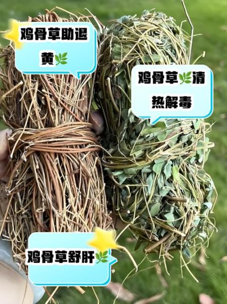 鸡骨草三种人不能吃_孕妇能吃吗-第1张图片-山城妙识