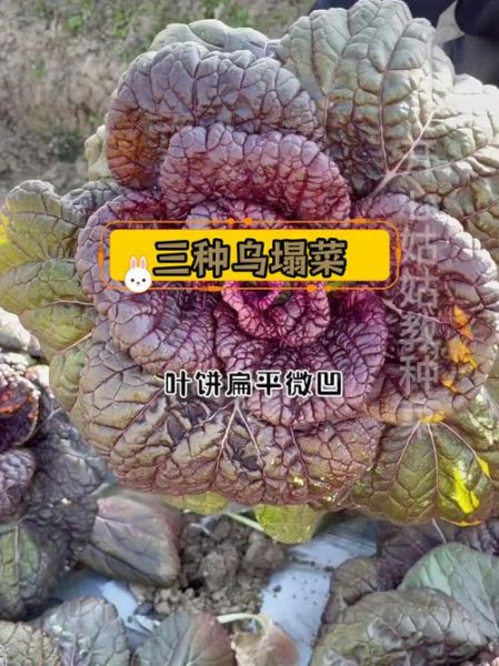 瓢儿菜学名是什么_如何区分瓢儿菜与乌塌菜-第1张图片-山城妙识