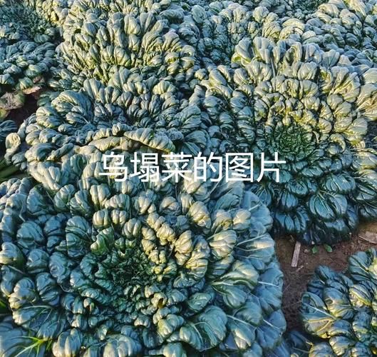 瓢儿菜学名是什么_如何区分瓢儿菜与乌塌菜-第2张图片-山城妙识