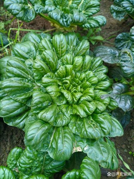 瓢儿菜学名是什么_如何区分瓢儿菜与乌塌菜-第3张图片-山城妙识