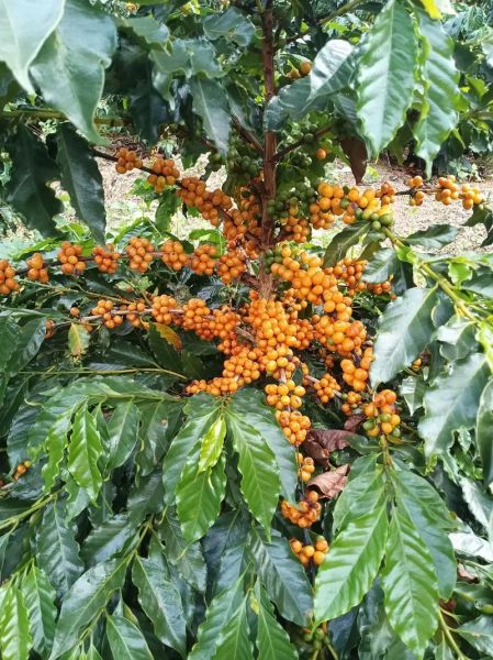 咖啡树长什么样_咖啡树图片特征解析-第1张图片-山城妙识 咖啡树长什么样_咖啡树图片特征解析-第1张图片-山城妙识