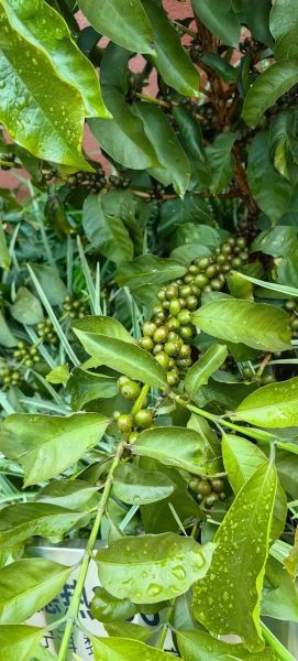 咖啡树长什么样_咖啡树图片特征解析-第2张图片-山城妙识 咖啡树长什么样_咖啡树图片特征解析-第2张图片-山城妙识