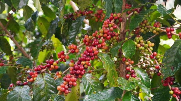 咖啡树长什么样_咖啡树图片特征解析-第3张图片-山城妙识 咖啡树长什么样_咖啡树图片特征解析-第3张图片-山城妙识