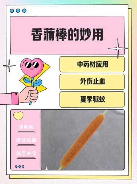 蒲棒的功效与作用_蒲棒能治什么病-第3张图片-山城妙识 蒲棒的功效与作用_蒲棒能治什么病-第3张图片-山城妙识