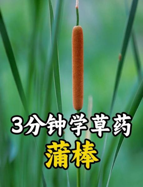 蒲棒的功效与作用_蒲棒能治什么病-第1张图片-山城妙识 蒲棒的功效与作用_蒲棒能治什么病-第1张图片-山城妙识