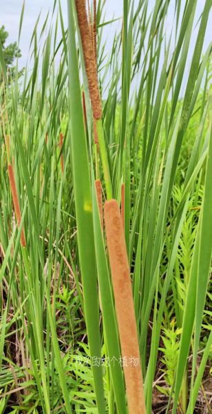 蒲棒的功效与作用_蒲棒能治什么病-第2张图片-山城妙识 蒲棒的功效与作用_蒲棒能治什么病-第2张图片-山城妙识