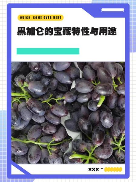 黑加仑葡萄图片_如何辨别真假黑加仑-第3张图片-山城妙识