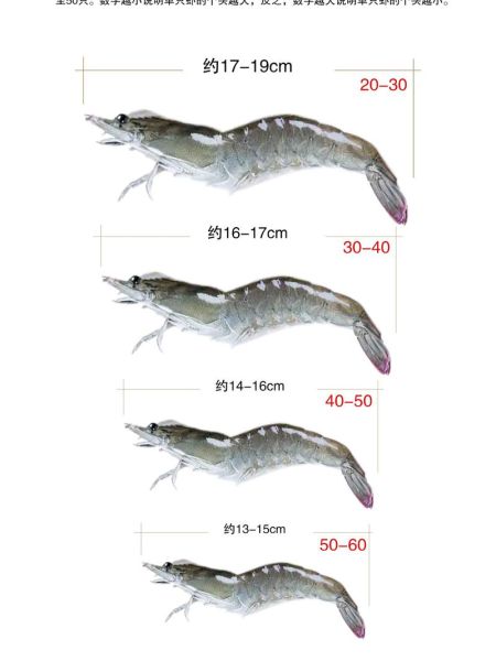 对虾价格今日价_多少钱一斤-第2张图片-山城妙识
