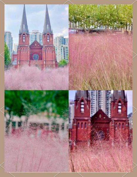 粉黛乱子草花期多久_粉黛乱子草怎么养护-第2张图片-山城妙识