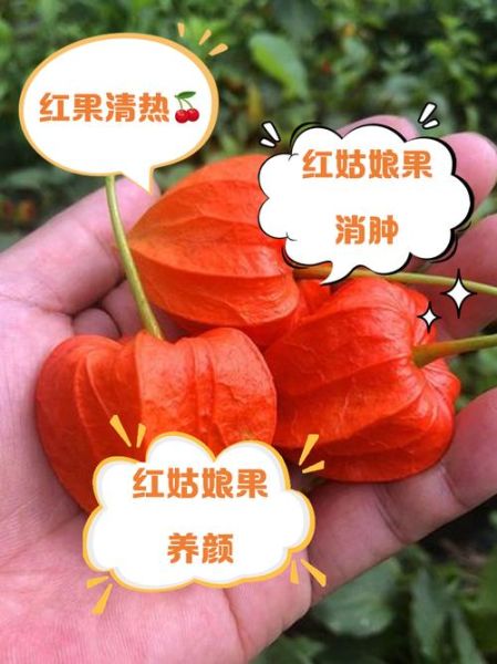 红姑娘果的功效与禁忌_孕妇能吃吗-第3张图片-山城妙识 红姑娘果的功效与禁忌_孕妇能吃吗-第3张图片-山城妙识