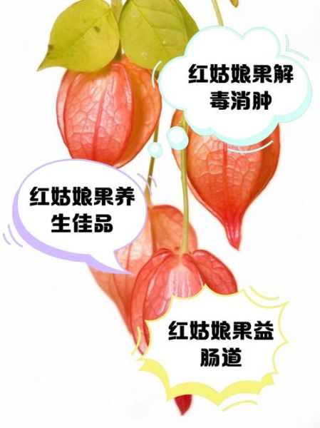红姑娘果的功效与禁忌_孕妇能吃吗-第1张图片-山城妙识 红姑娘果的功效与禁忌_孕妇能吃吗-第1张图片-山城妙识