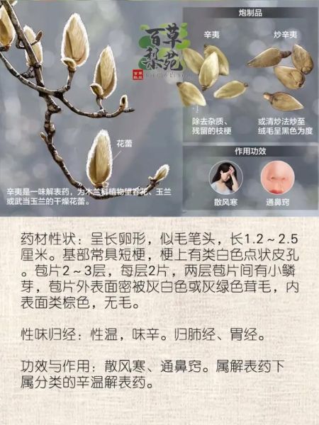 辛夷是什么中药_辛夷的功效与作用-第2张图片-山城妙识