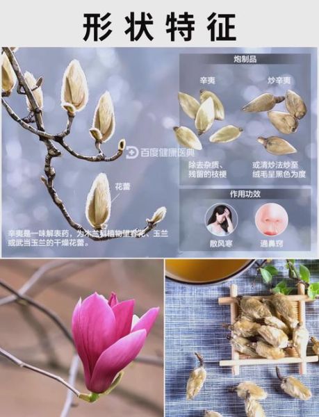 辛夷是什么中药_辛夷的功效与作用-第1张图片-山城妙识