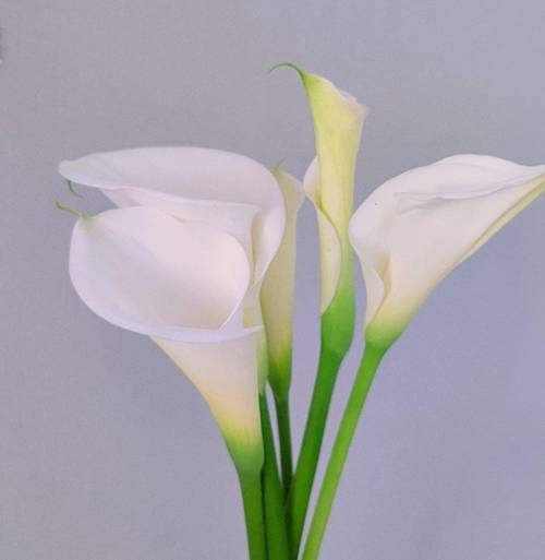 马蹄莲图片大全哪里找_马蹄莲怎么拍才好看-第1张图片-山城妙识