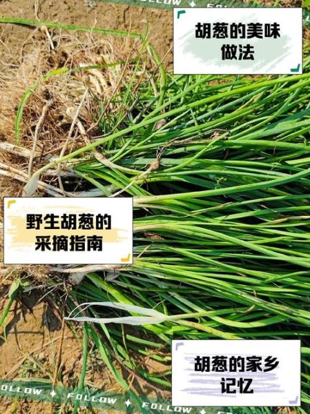 胡葱的功效与作用_胡葱怎么吃最好-第1张图片-山城妙识