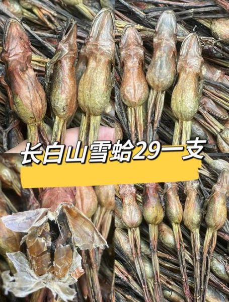 雪蛤多少钱一斤_雪蛤的功效与作用-第2张图片-山城妙识