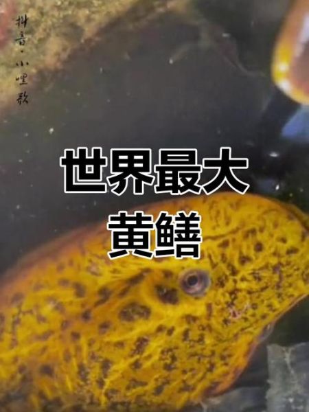 最大黄鳝36斤是真的吗_野生巨型黄鳝真相-第1张图片-山城妙识