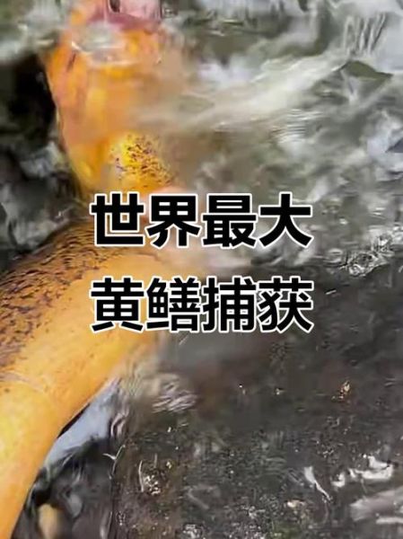 最大黄鳝36斤是真的吗_野生巨型黄鳝真相-第2张图片-山城妙识