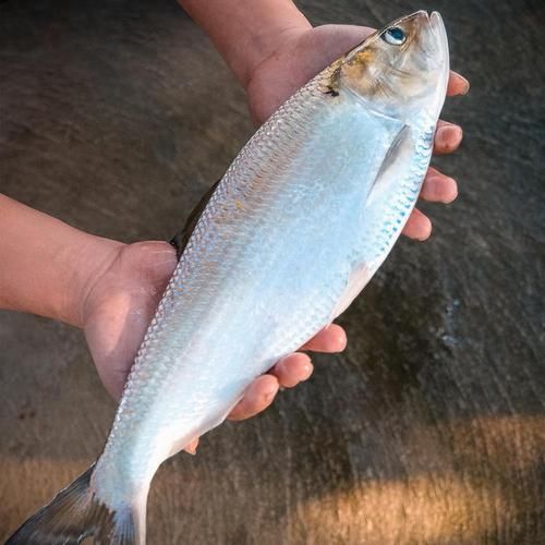 鲥鱼多少钱一斤_鲥鱼为什么那么贵-第3张图片-山城妙识