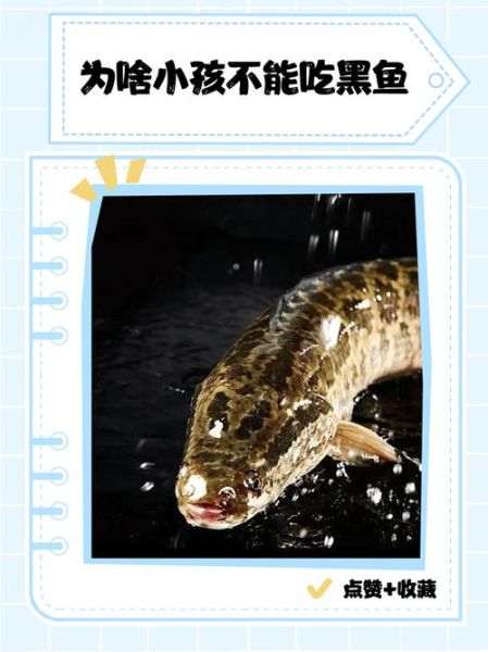 为什么不吃黑鱼_黑鱼禁忌有哪些-第1张图片-山城妙识 为什么不吃黑鱼_黑鱼禁忌有哪些-第1张图片-山城妙识