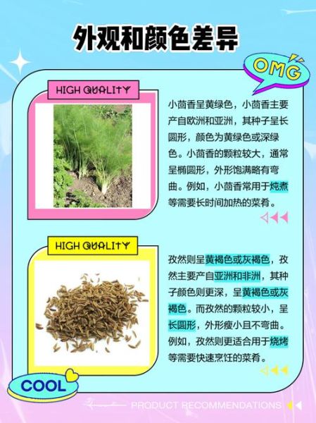孜然与小茴香是一种吗_区别与用途全解析-第1张图片-山城妙识