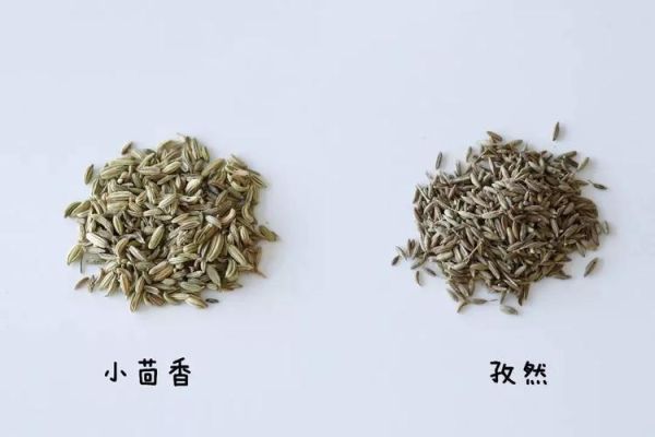 孜然与小茴香是一种吗_区别与用途全解析-第3张图片-山城妙识