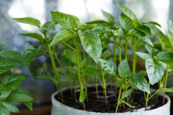 辣椒种子几月份播种_南方北方时间差-第2张图片-山城妙识