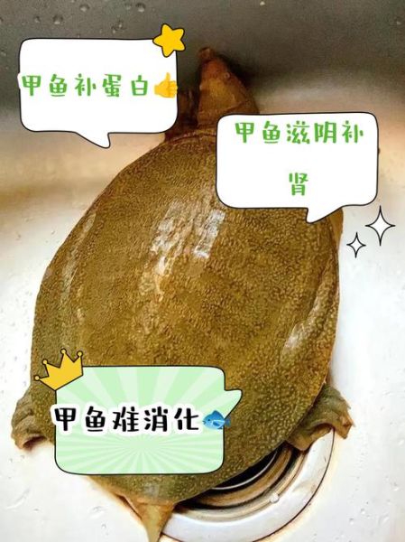 甲鱼的功效与作用有哪些_哪些人不能吃甲鱼-第3张图片-山城妙识