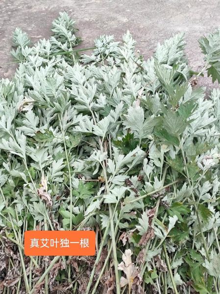 野生艾草图片大全_如何辨别真假野生艾草-第2张图片-山城妙识