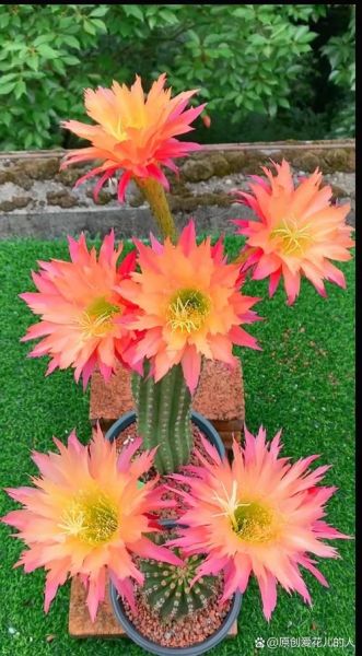 仙人掌花图片大全大图_如何拍摄高清仙人掌花-第2张图片-山城妙识