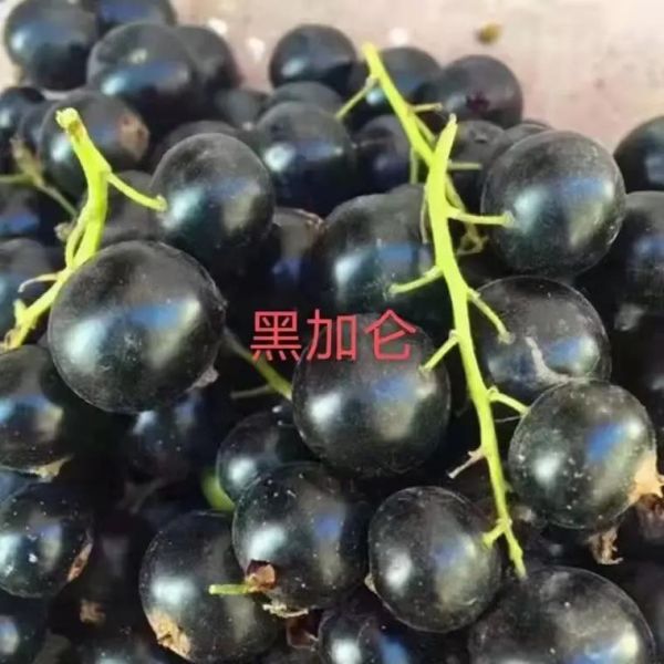 黑加仑多少钱一斤_黑加仑价格受哪些因素影响-第1张图片-山城妙识 黑加仑多少钱一斤_黑加仑价格受哪些因素影响-第1张图片-山城妙识