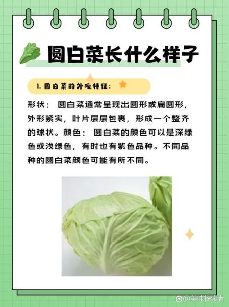 圆白菜是包菜吗_圆白菜和包菜的区别-第3张图片-山城妙识