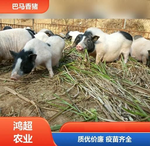 广西巴马香猪图片_哪里买正宗-第1张图片-山城妙识 广西巴马香猪图片_哪里买正宗-第1张图片-山城妙识