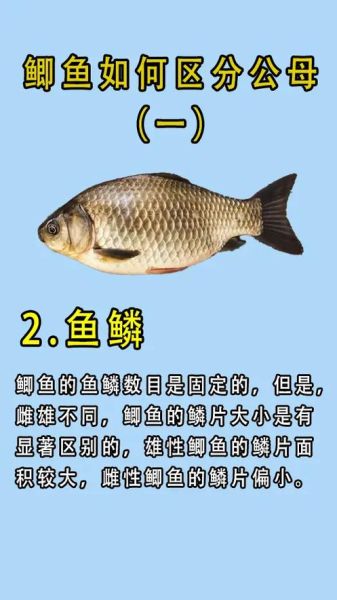 鲫鱼品种图片大全大图_如何区分常见鲫鱼-第2张图片-山城妙识 鲫鱼品种图片大全大图_如何区分常见鲫鱼-第2张图片-山城妙识