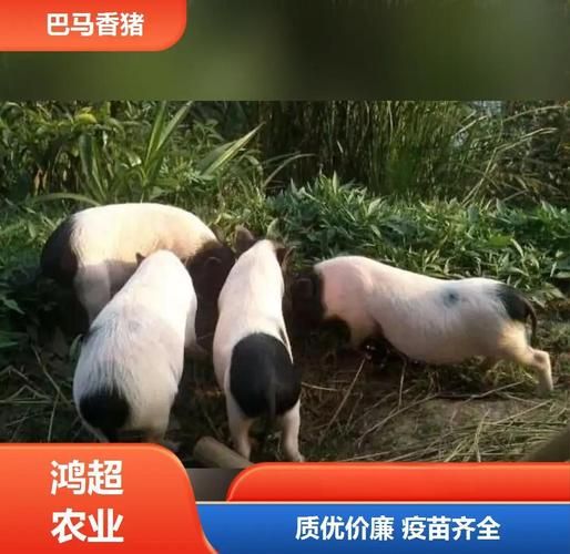 广西巴马香猪图片_哪里买正宗-第2张图片-山城妙识 广西巴马香猪图片_哪里买正宗-第2张图片-山城妙识