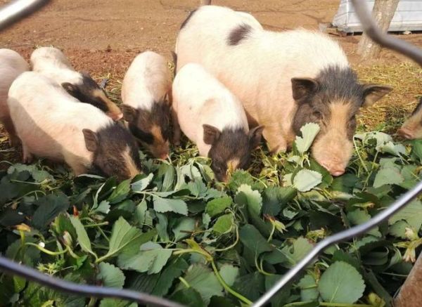 广西巴马香猪图片_哪里买正宗-第3张图片-山城妙识 广西巴马香猪图片_哪里买正宗-第3张图片-山城妙识