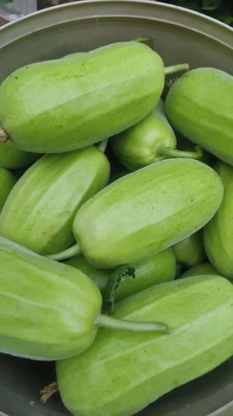 常见瓜的品种有哪些_瓜的图片大全怎么找-第1张图片-山城妙识 常见瓜的品种有哪些_瓜的图片大全怎么找-第1张图片-山城妙识