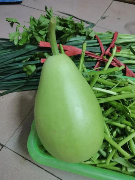 常见瓜的品种有哪些_瓜的图片大全怎么找-第2张图片-山城妙识 常见瓜的品种有哪些_瓜的图片大全怎么找-第2张图片-山城妙识