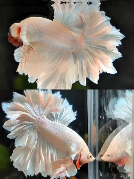 世界上最美的鱼是什么_如何饲养第一名最美观赏鱼-第2张图片-山城妙识 世界上最美的鱼是什么_如何饲养第一名最美观赏鱼-第2张图片-山城妙识