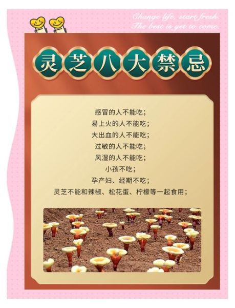 灵芝怎么吃最好_灵芝的正确吃法与禁忌-第3张图片-山城妙识