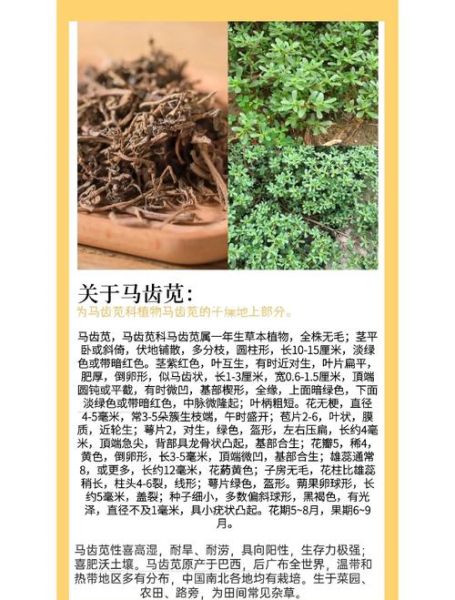 马齿苋的功效与作用及禁忌是什么_马齿苋怎么吃最健康-第2张图片-山城妙识