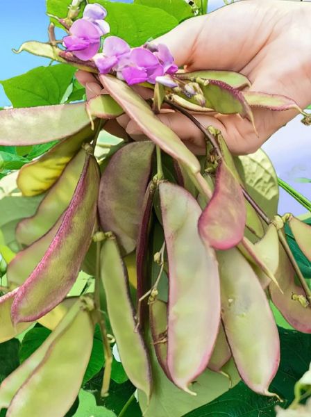 扁豆有哪些品种_扁豆怎么区分-第3张图片-山城妙识